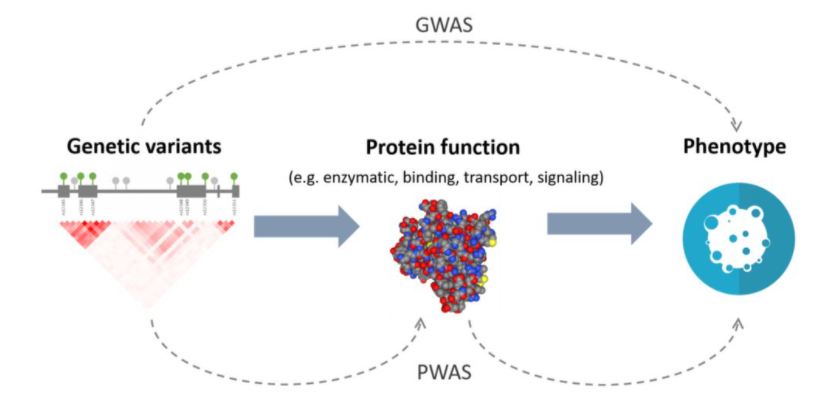 How PWAS Helped Discover 10 New Alzheimer’s Genes – Center for ...